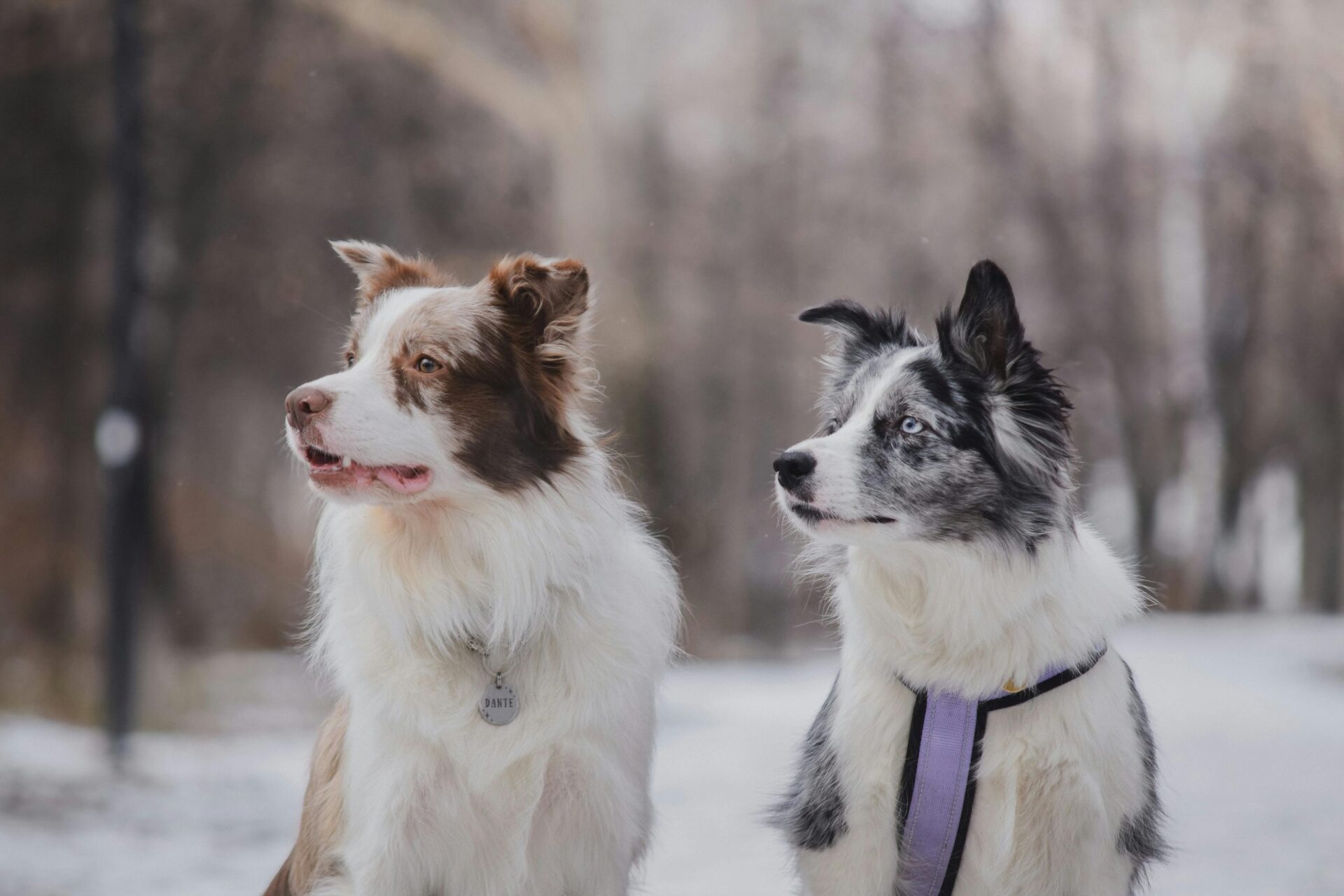 Border Collie Grooming Tips: Care Guide for Dog Owners
